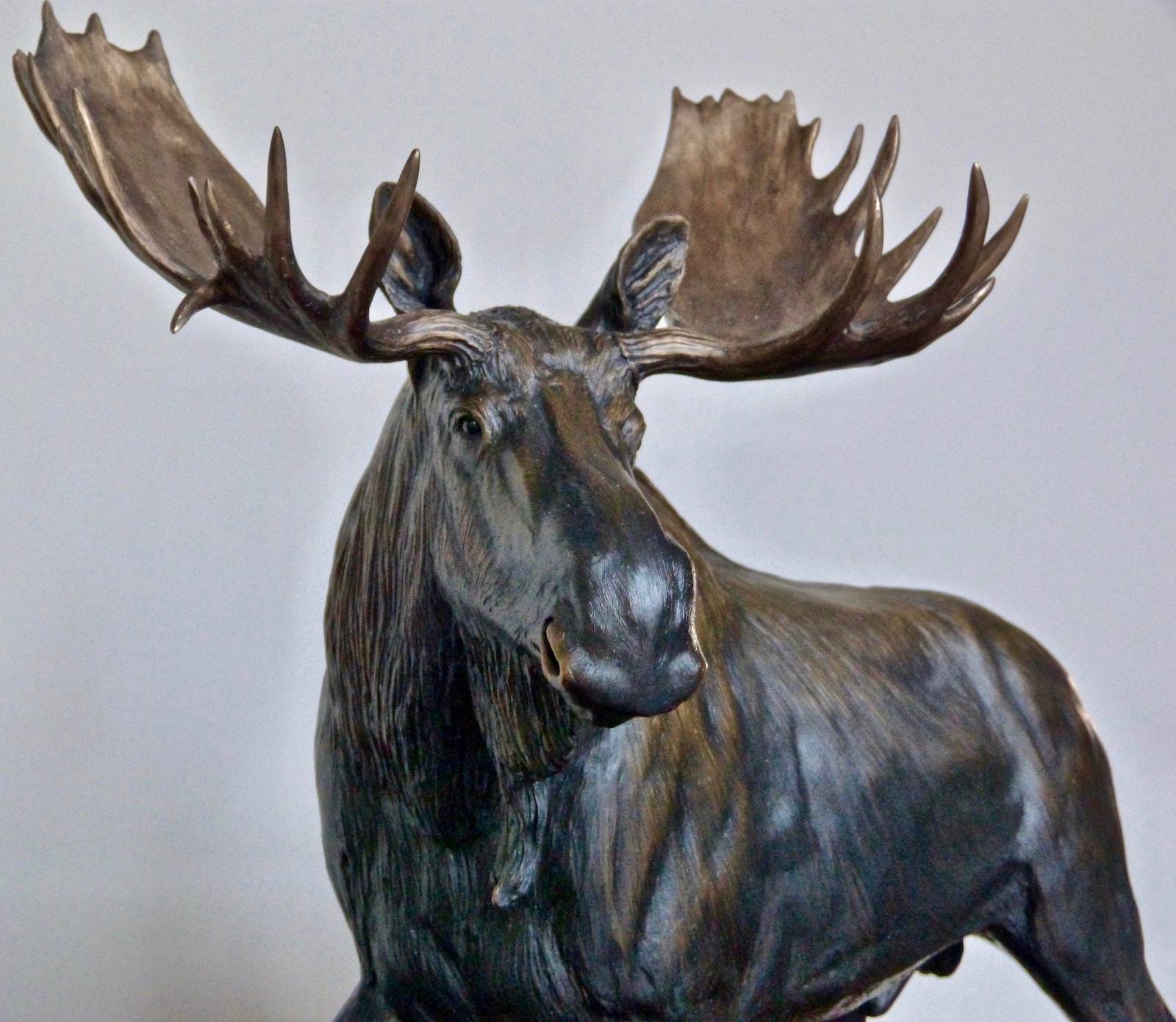 Bull Moose Bronze Sculpture | Tom Hjorleifson
